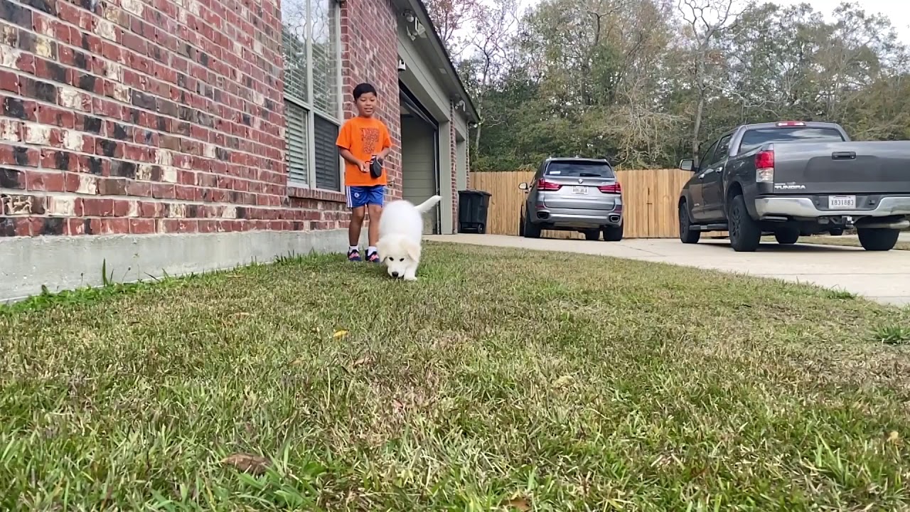 Great Pyrenees in attack mode - YouTube