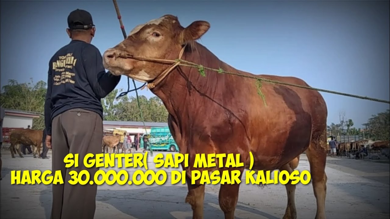 Sapi Metal GENTER dari Boyolali harga 30.000.000#kalioso - YouTube