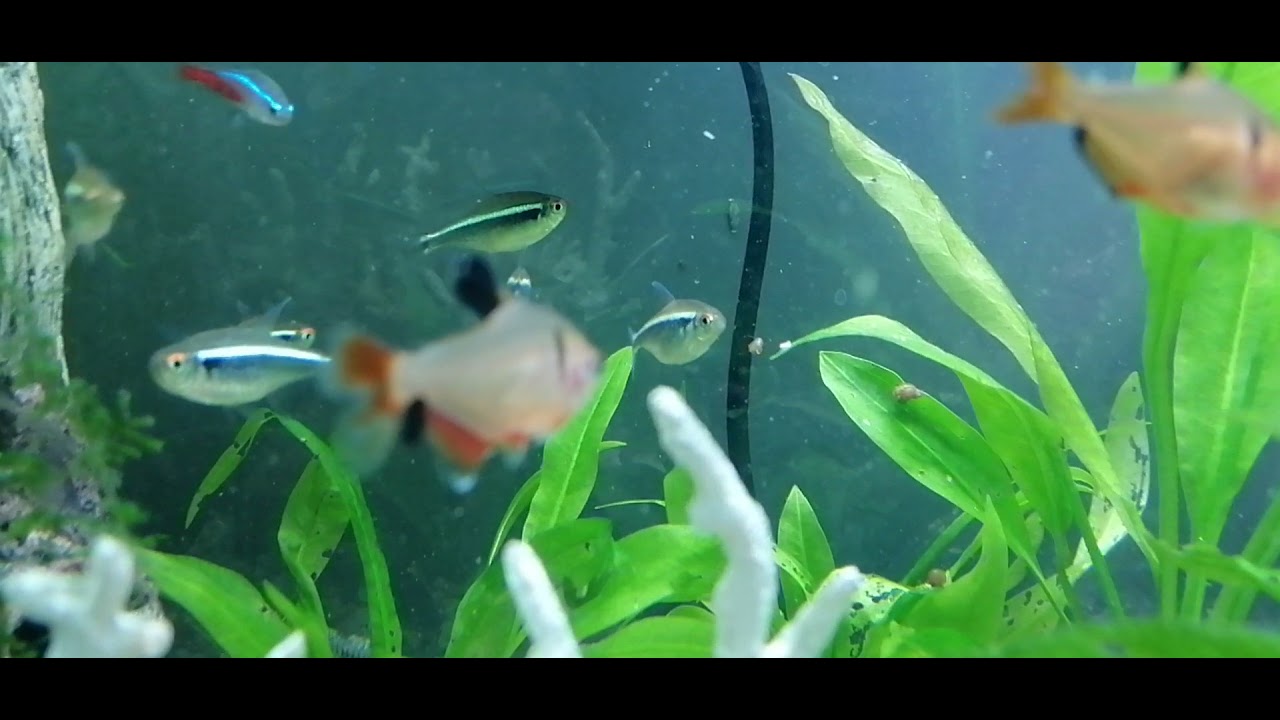 new-addition-youtube