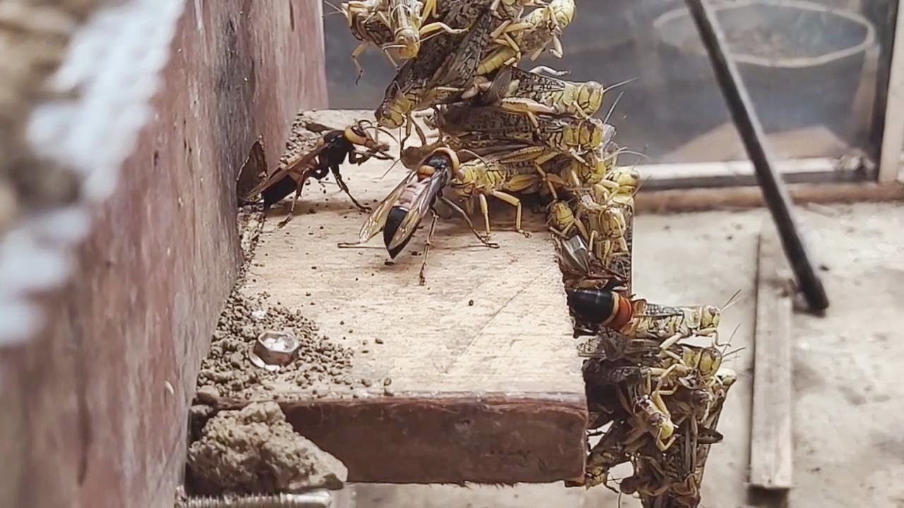 ERADICATING MURDER HORNETS,VESPA MANDARINIA,ASIAN GIANT HORNET,STING ...