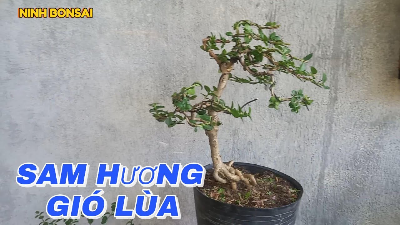 Sửa cây sam hương gió lùa - YouTube