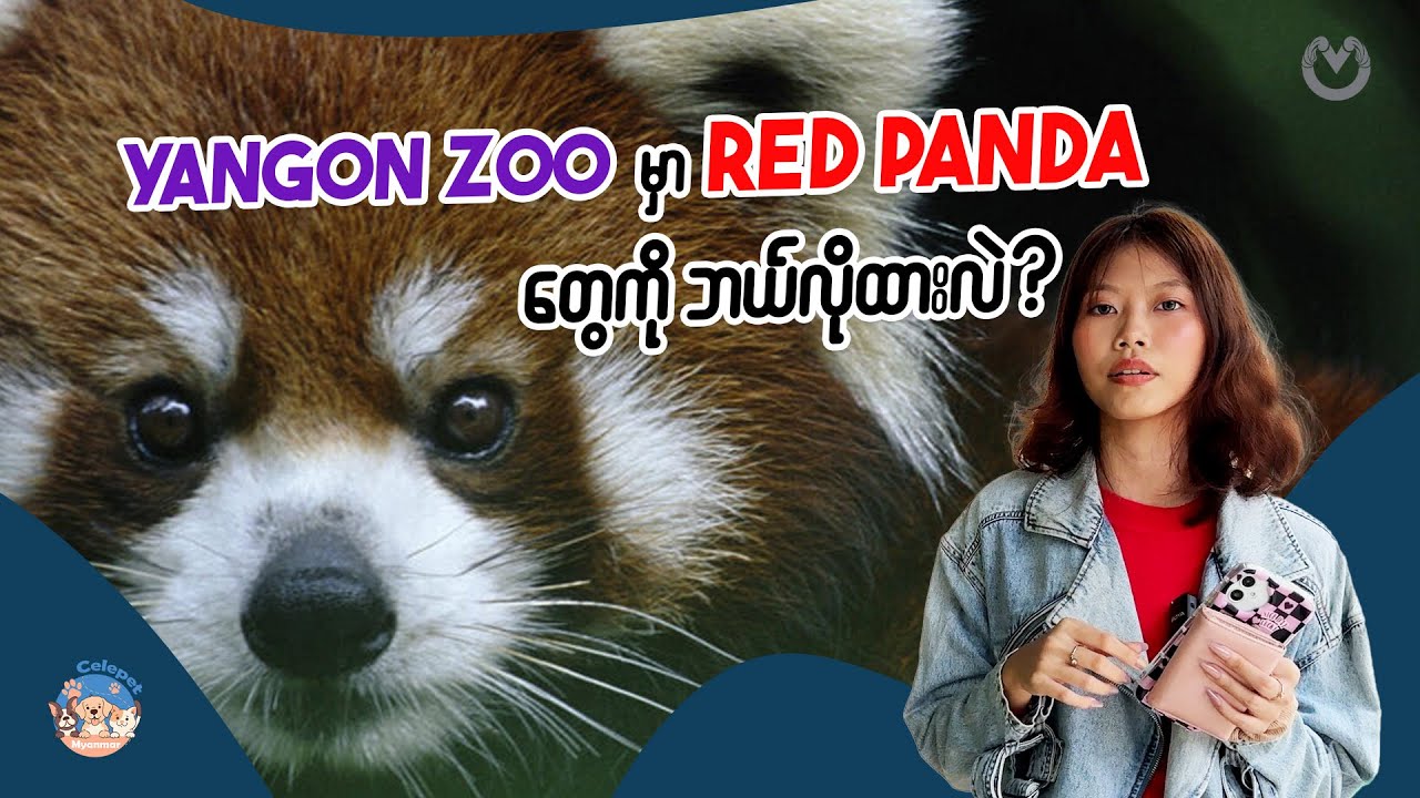yangon zoo မှာ red panda တွေကို ဘယ်လိုထားလဲ? - YouTube