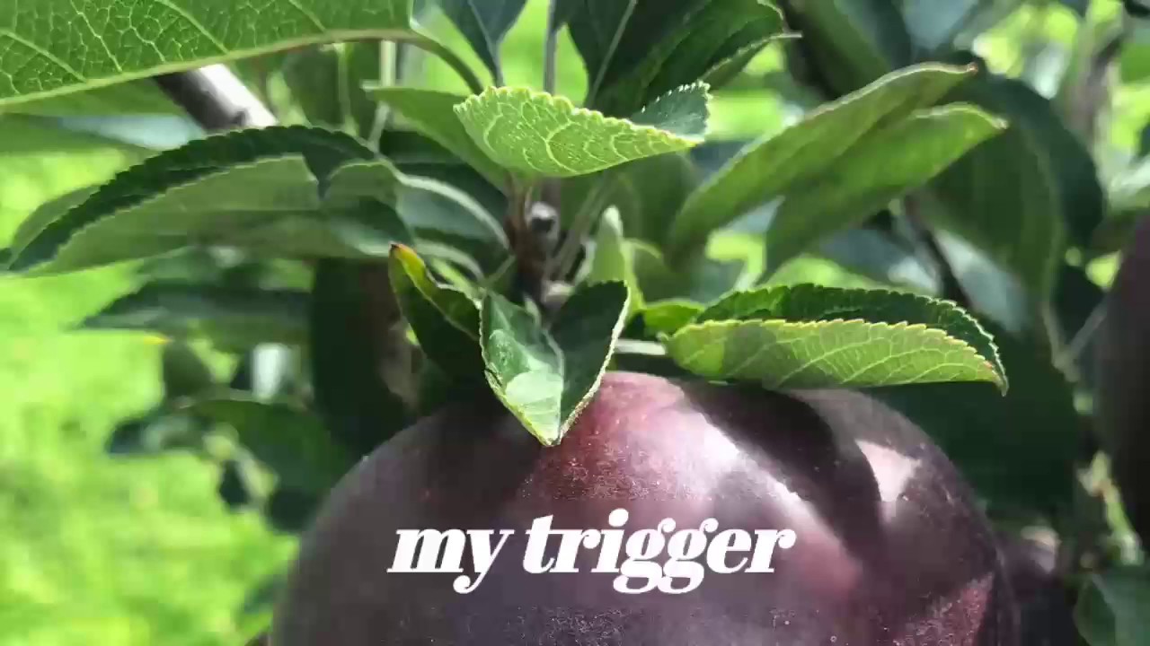 best village fruit garden அருமையான பழத்தோட்டம் - YouTube