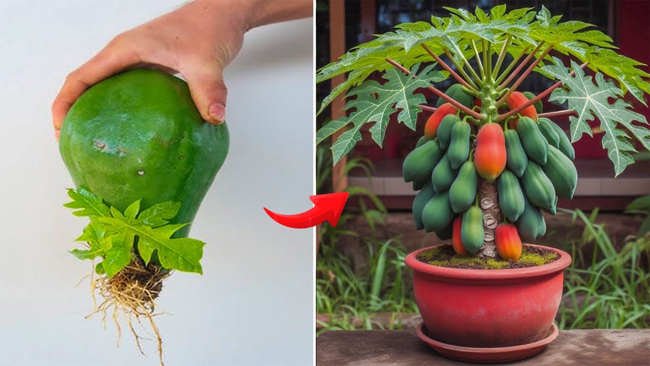 Summary of papaya growing techniques for extremely fast fruiting - YouTube