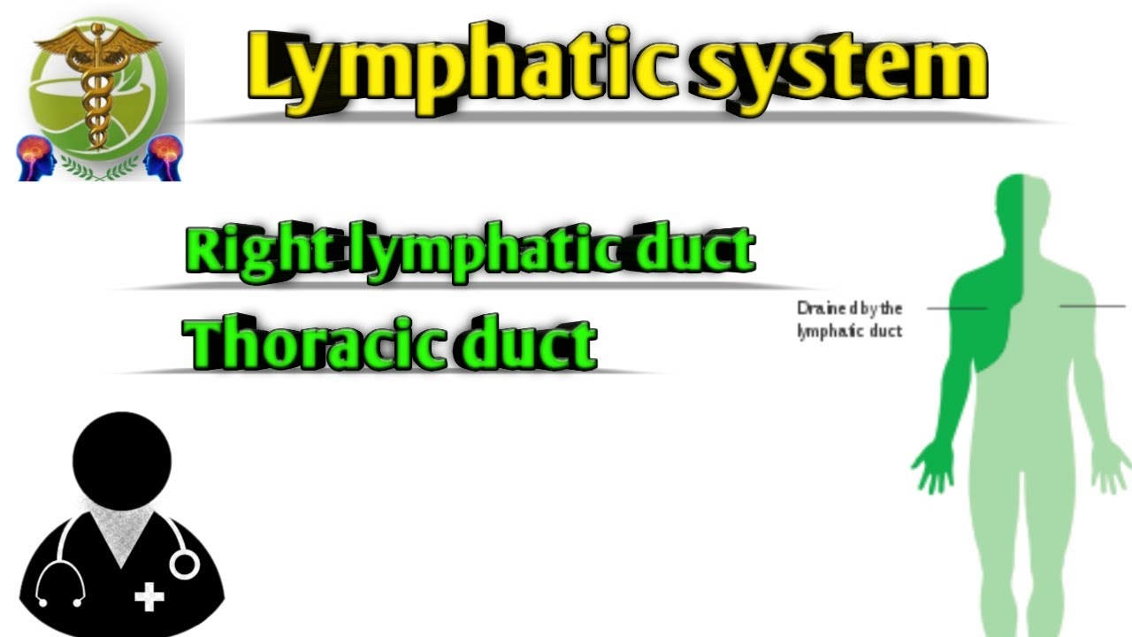 Lymphatic Drainage Thoracic Duct
