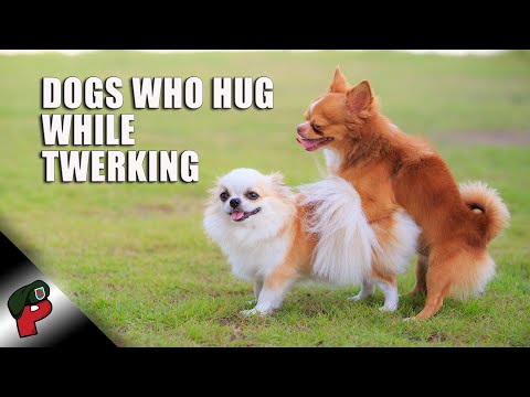 Dogs That Hug While Twerking | Grunt Speak Highlights