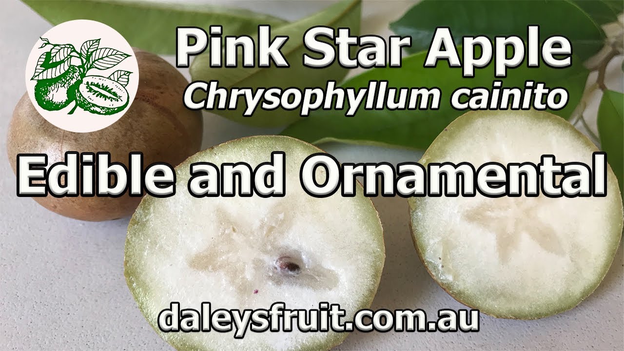 Pink Star Apple - Edible and Ornamental - YouTube
