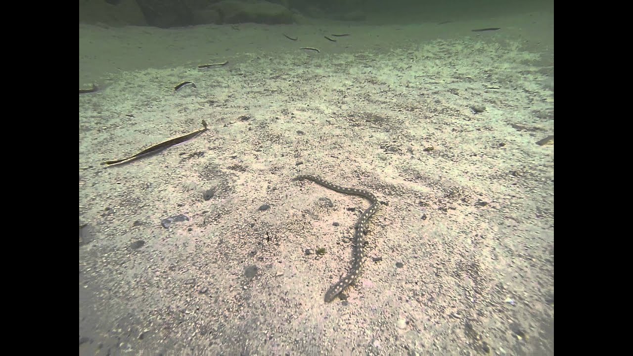 Sharptail Snake Eel in Punta Cana - YouTube