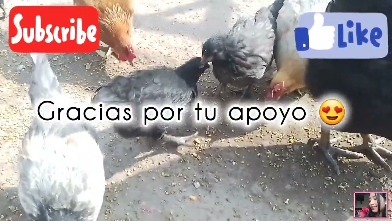 😭GALLINAS Cap#5😭PÉRDIDA en el GALLINERO🖤🤍|ESTRÉS en las GALLINAS🐓🐣🐥🐔 ...