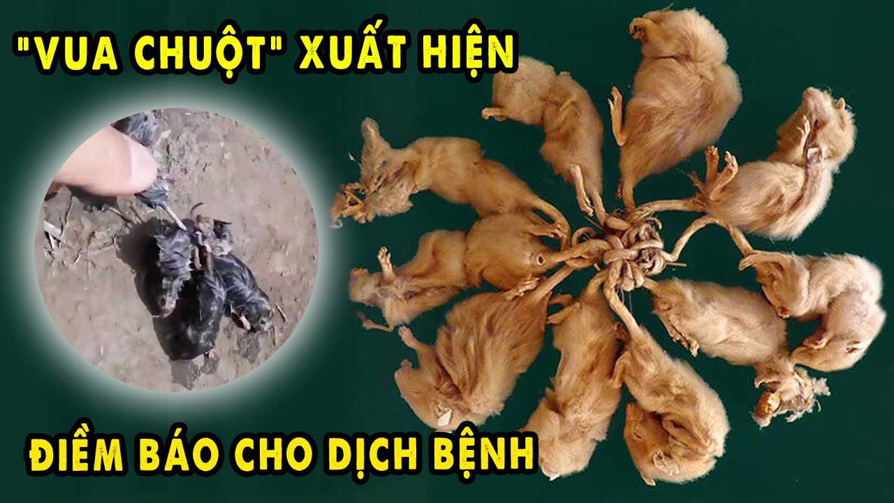 5 Con Chuột thắt đuôi vào nhau tạo thành "Vua Chuột" hiếm gặp - YouTube