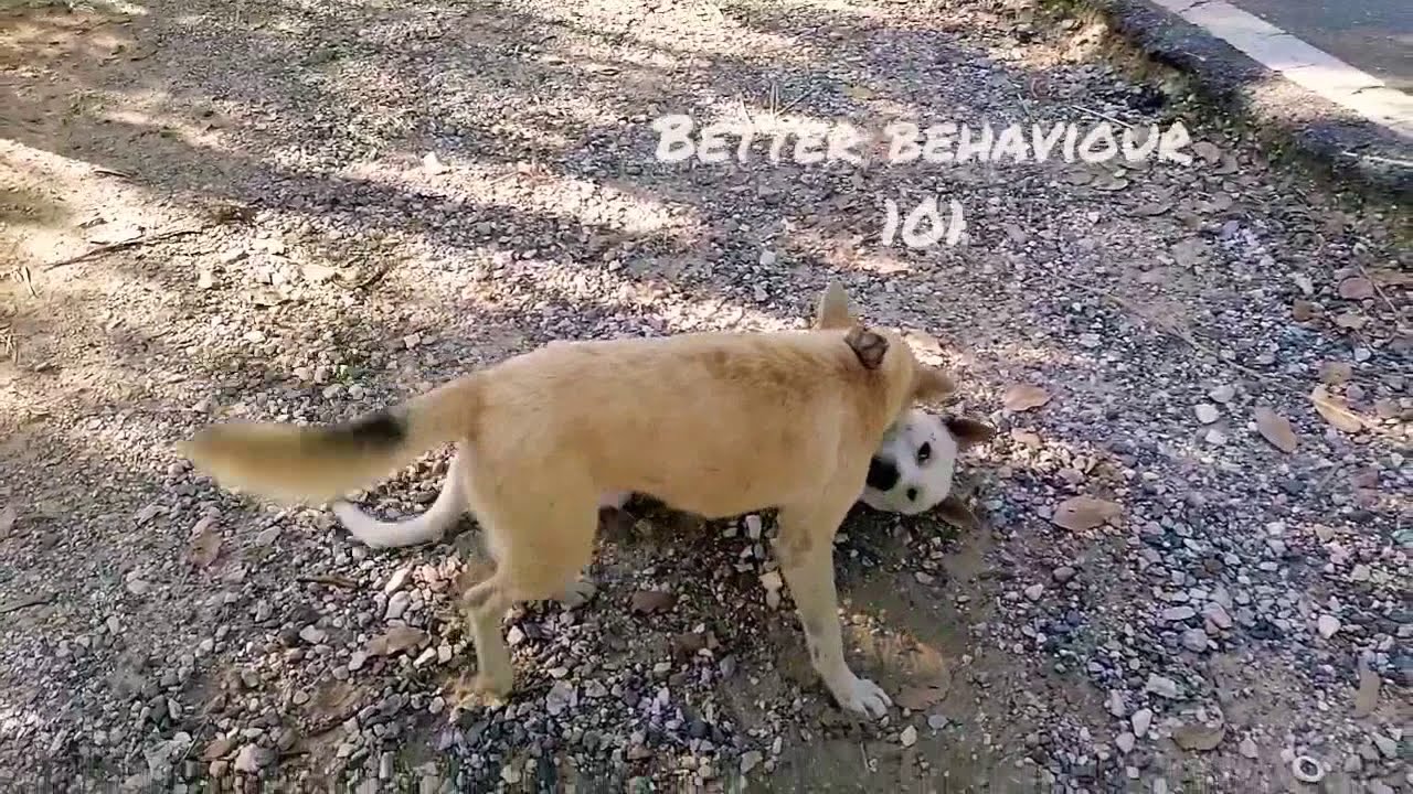 Street dogs play and learn too - YouTube