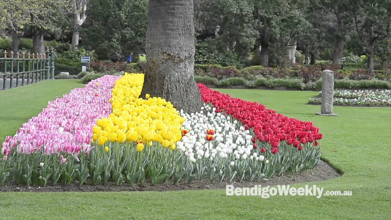 Tulips at Bendigo conservatory - YouTube