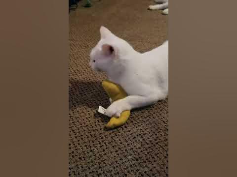 CATNIP TOY vs BLU THE CAT #Shorts - YouTube