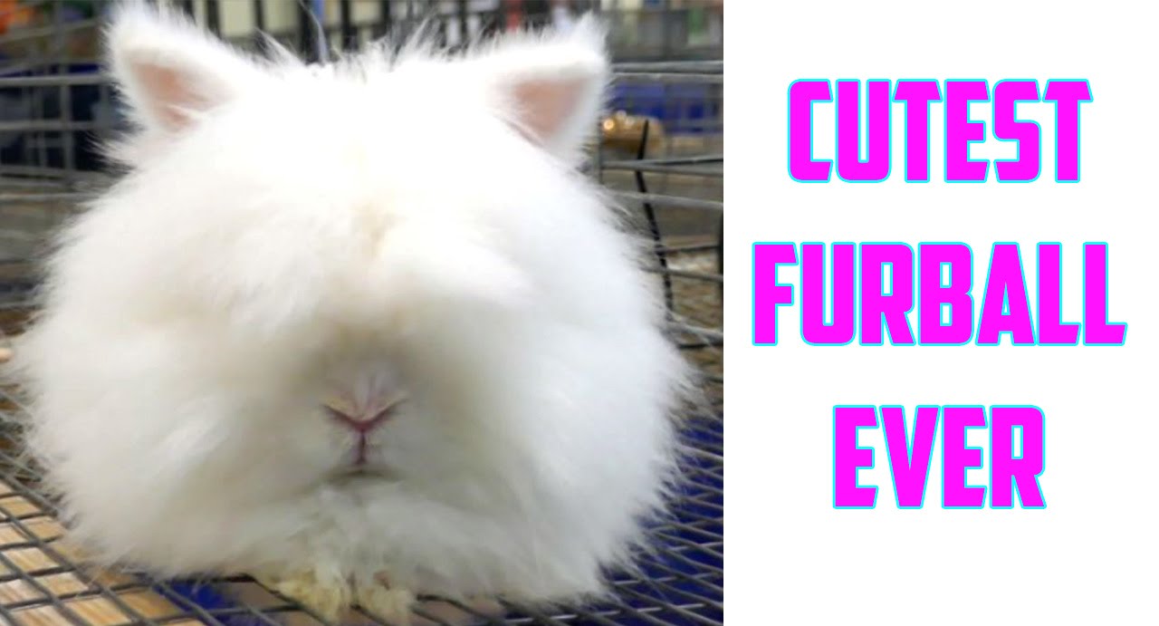 Cutest FUR BALL ever! - YouTube