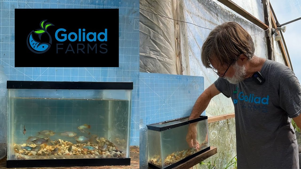 Redtail Blue Hifin Variatus Livebearer - YouTube