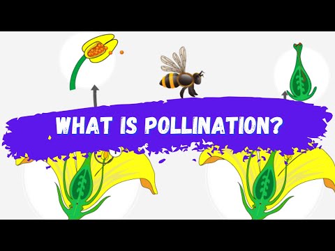 What Is Pollination Biology Quizlet