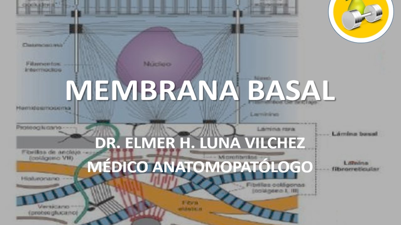 MEMBRANA BASAL / Dr. Elmer Luna Vilchez - YouTube