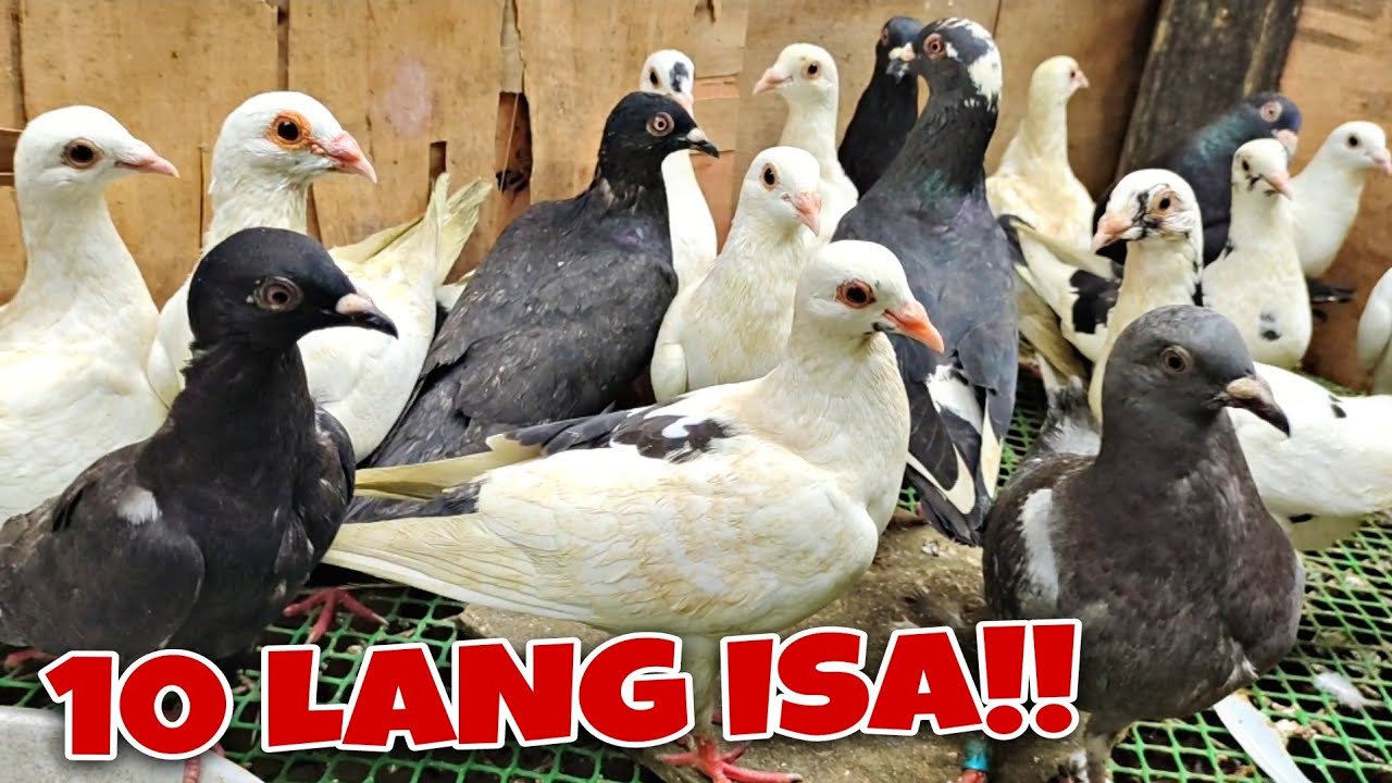 10 LANG ISA MAY KALAPATI KANA - YouTube