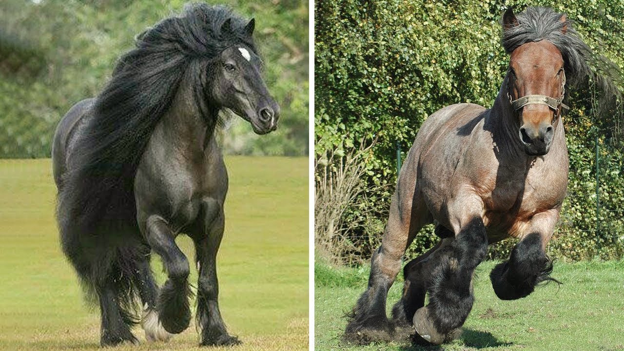 Super Grappige En Schattige Paarden, Pony En Veulen Filmpjes DEEL 8 ...