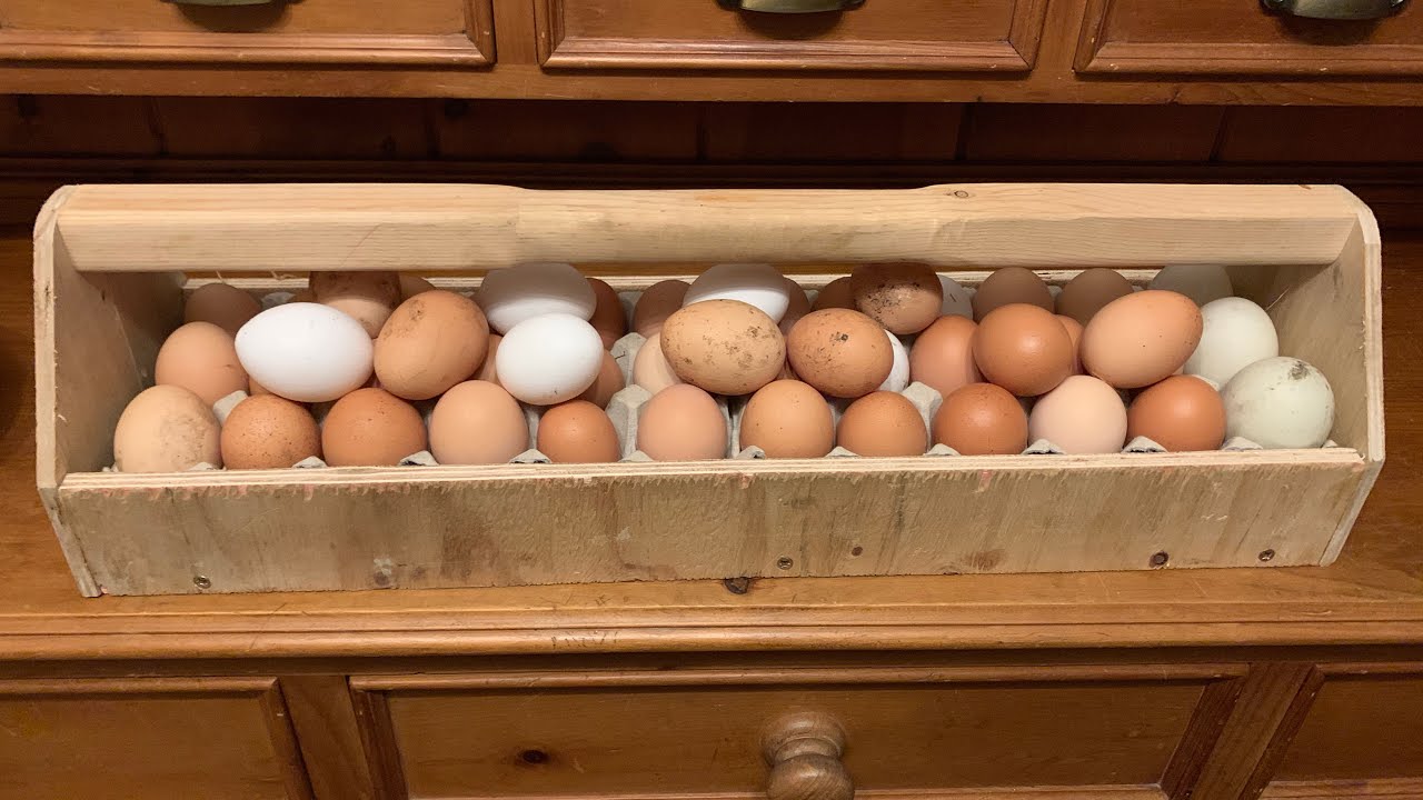 Collect Eggs with us | Daily Routine Egg Collection | Look Around the ...