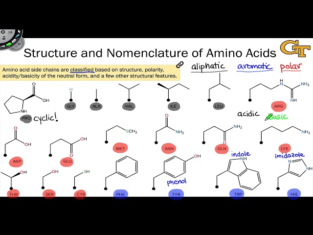 Aliphatic Amino Acids