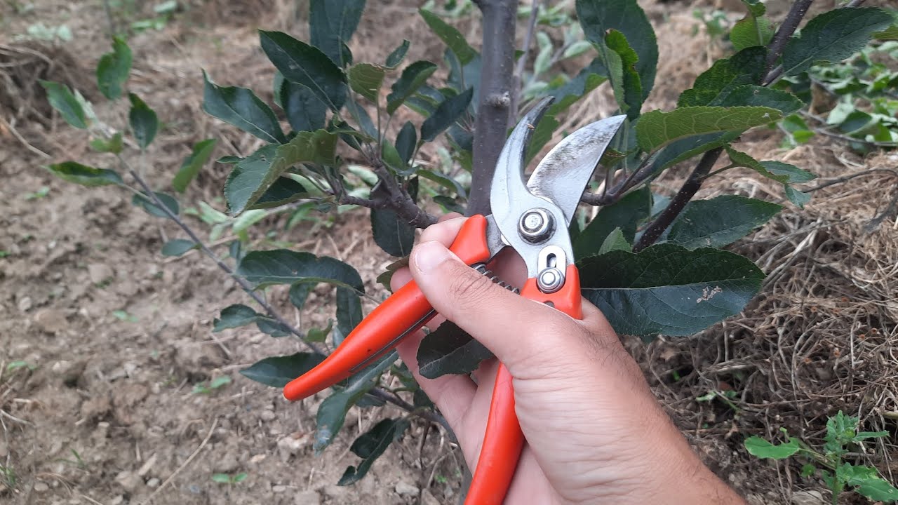 concept of summer pruning🍎🍏 (Uhdp block)🥭🥝🍏🍍🍉 - YouTube