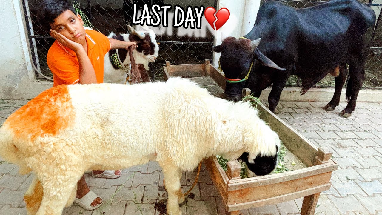 Dumba bakra and cow ka last day in mini zoo - YouTube