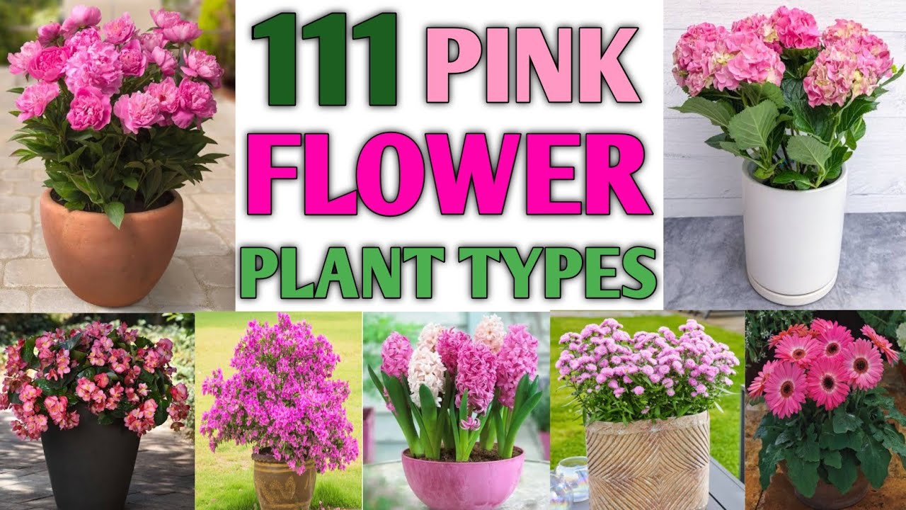 111 Pink Flower Plants | Pink Flower Plant Varieties | Types of Pink ...