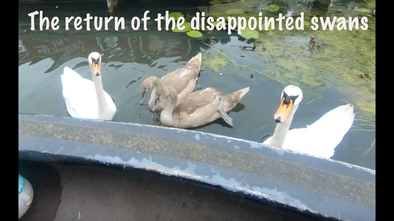 20 New lounge and the return of the disappointed swans - YouTube