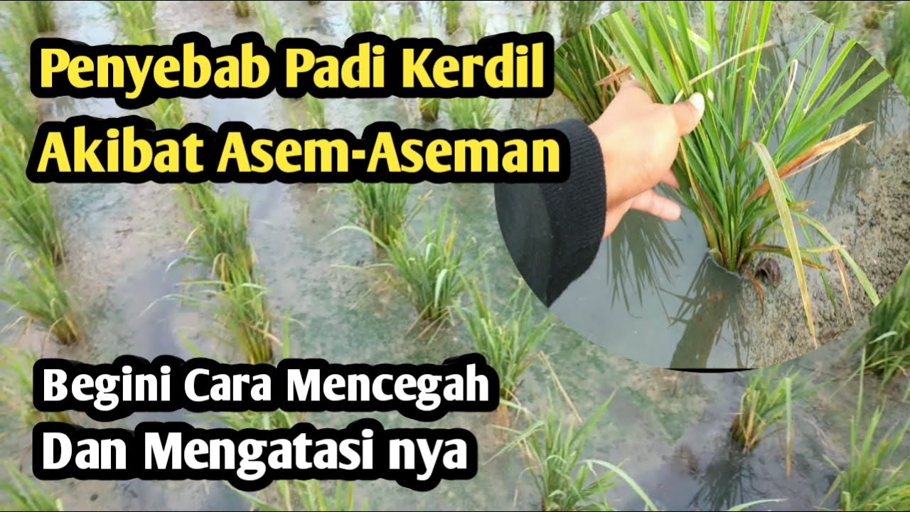 cara mengatasi asem aseman pada tanaman padi - YouTube
