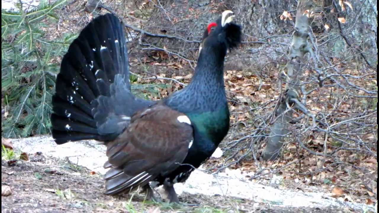 Tetřev hlušec Tetrao urogalus Capercaillie - YouTube