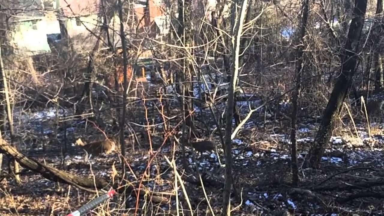 URBAN ARCHERY HUNTING | PITTSBURGH - YouTube