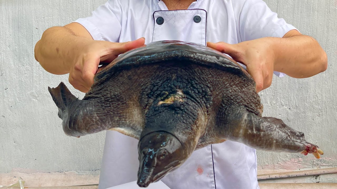 best turtle recipe. turtle hotpot // best cooking - YouTube