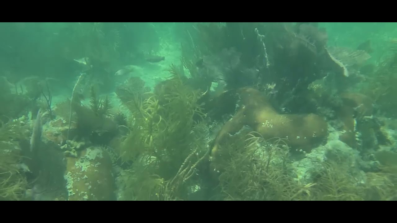 Key Largo Reef Diving - YouTube