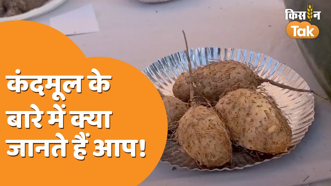 Kandmool: कंदमूल है पौष्टिक तत्वों का खजाना, जानें क्यों मंडियों से हो ...