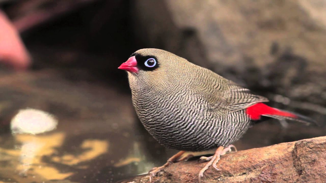 Beautiful firetail - Alchetron, The Free Social Encyclopedia