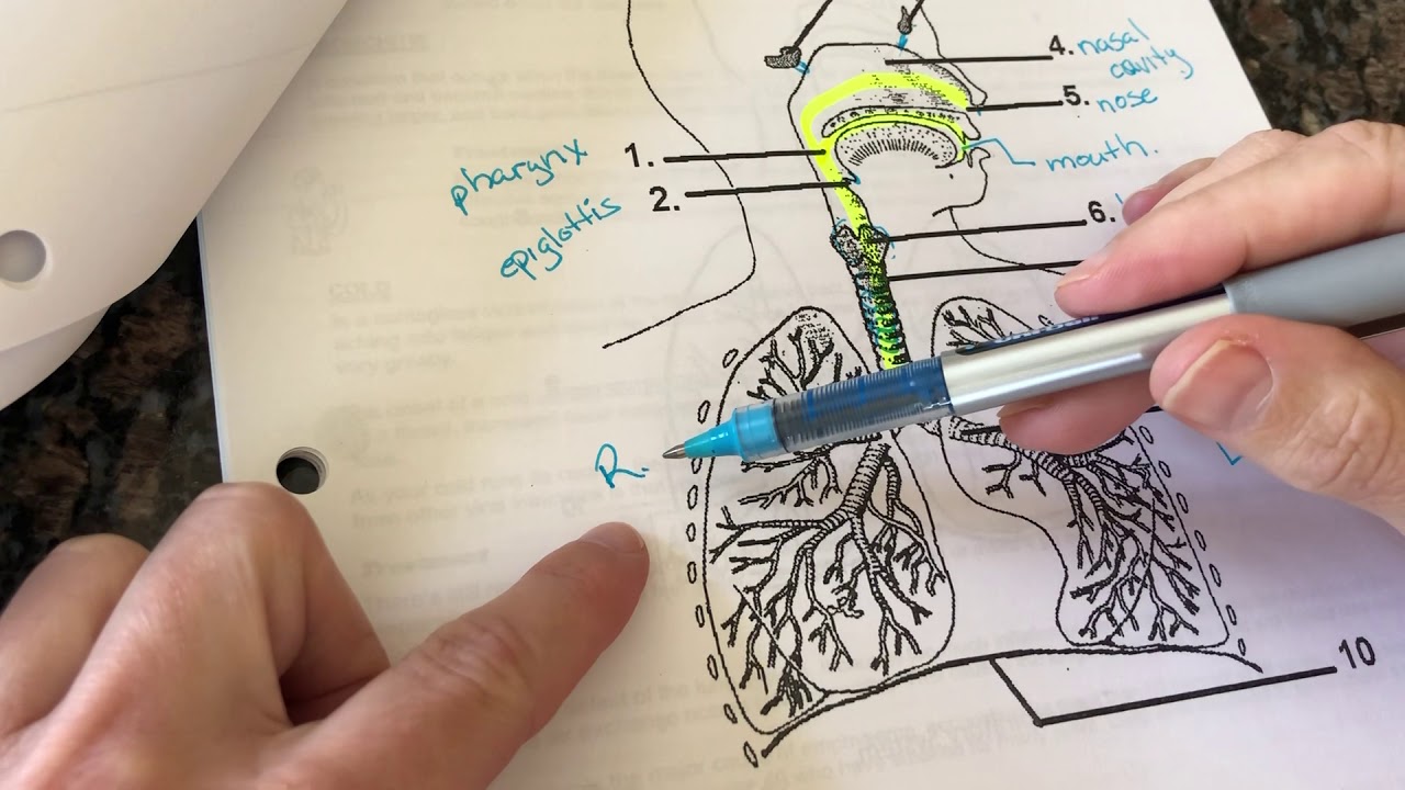 Labeling the respiratory system - YouTube