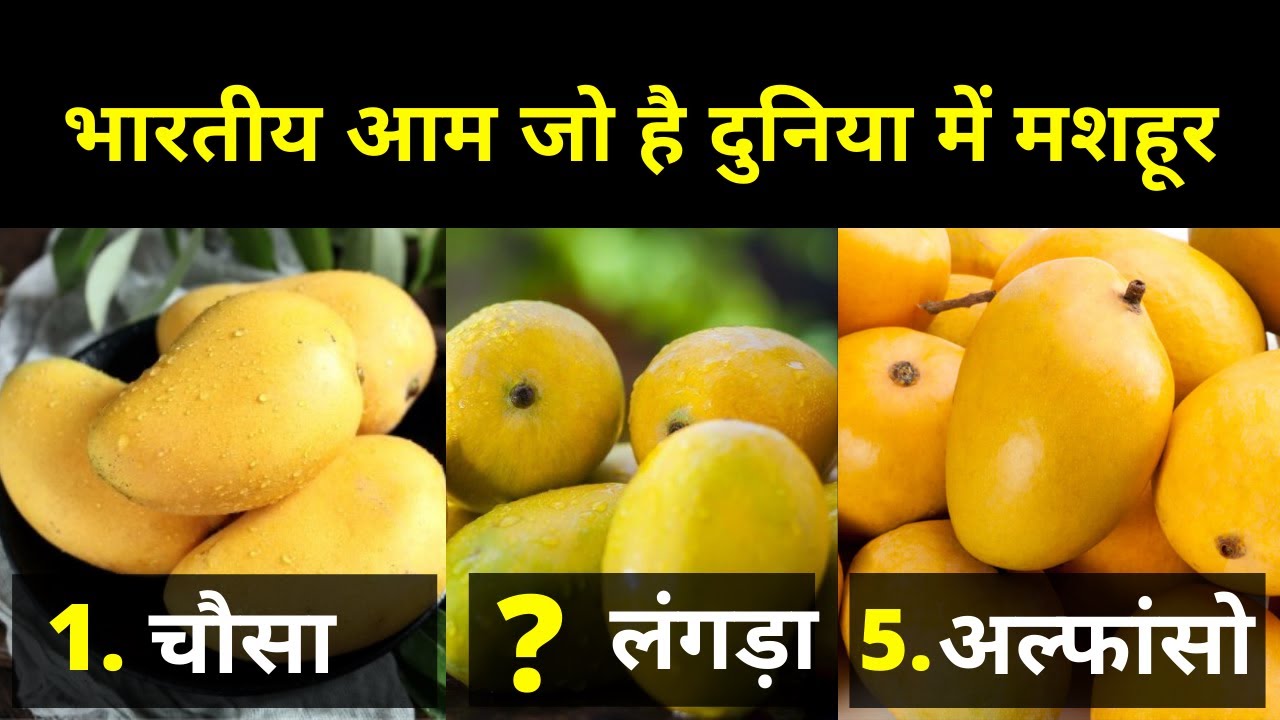 Top 5 Mango Varieties In India | Mango Varieties In India | Himsagar ...