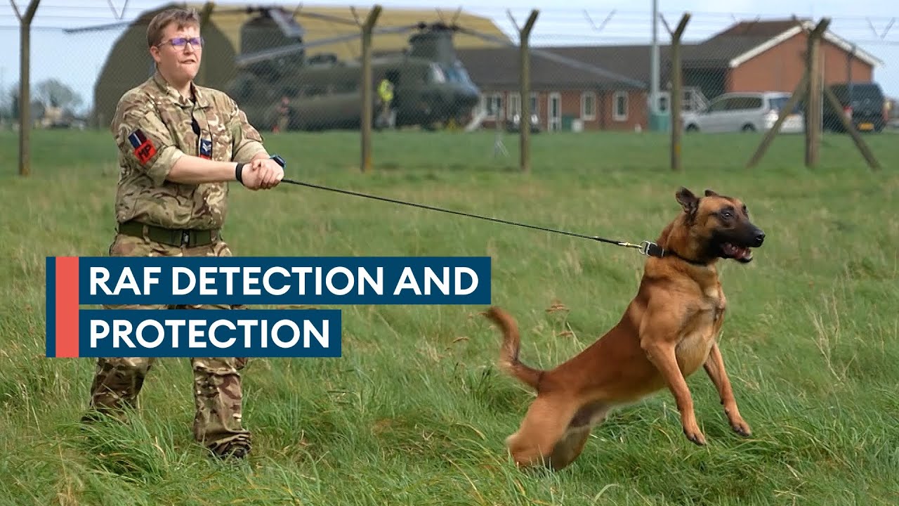 The RAF Police's 'force multiplier' dogs protecting Quick Reaction ...