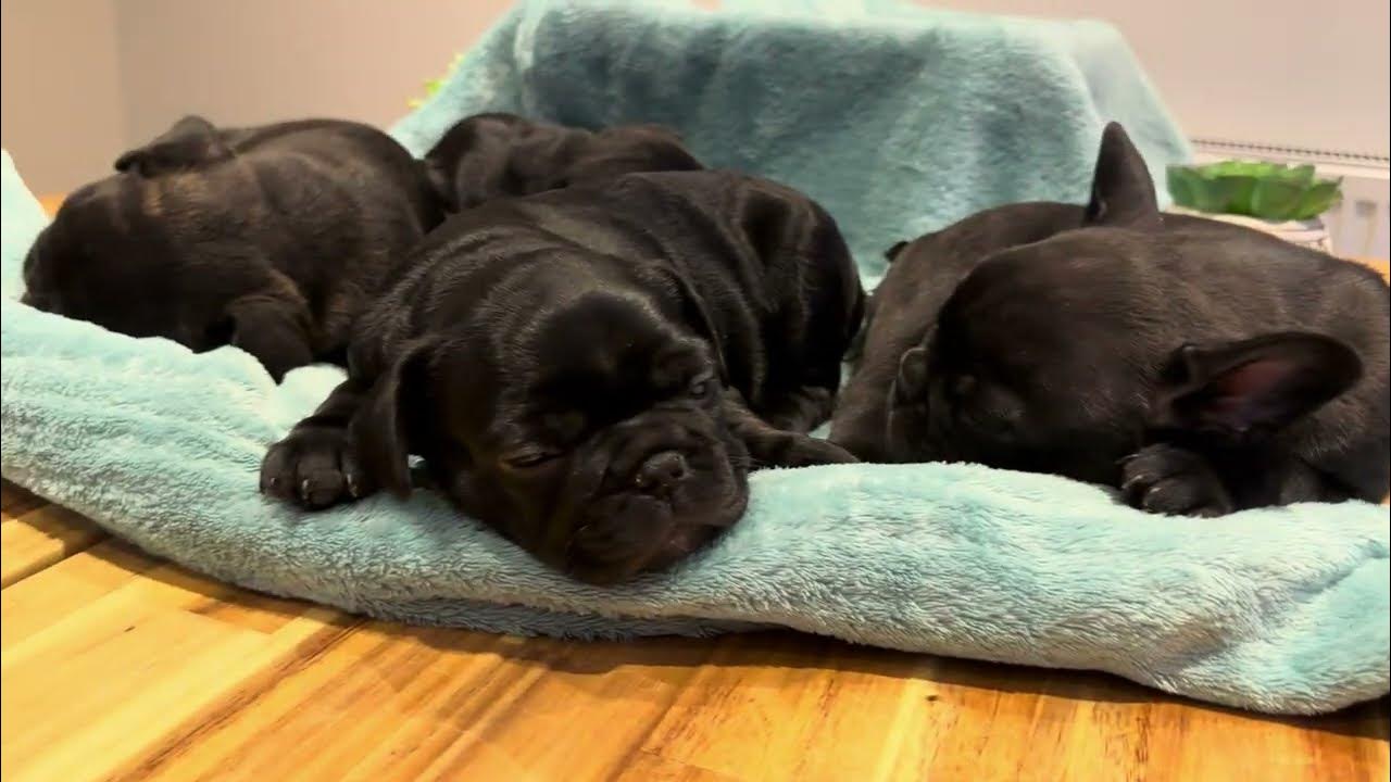 Introducing French bulldog mom , puppies + dad - Day 40 - YouTube