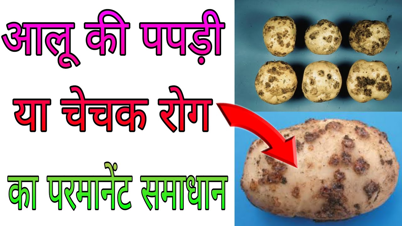 आलू का चेचक रोग । potato scab रोग का समाधान ! - YouTube
