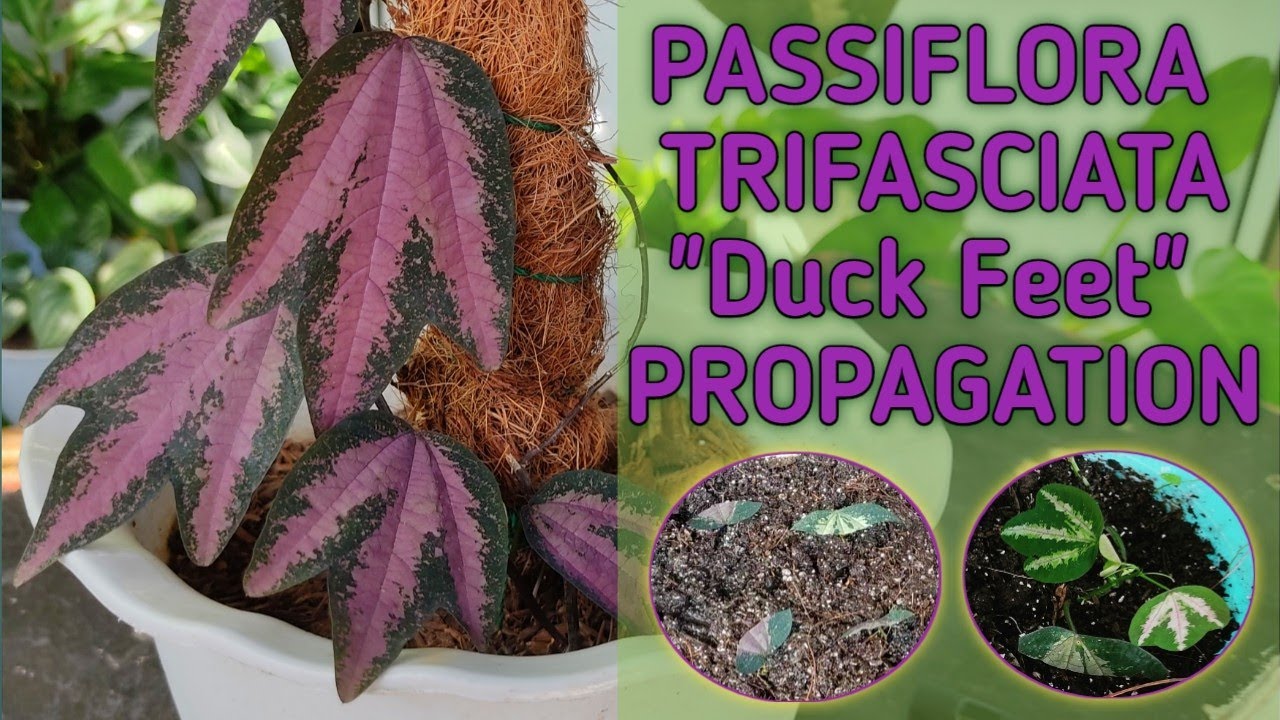 DUCK FEET "Passiflora Trifasciata" PROPAGATION - YouTube