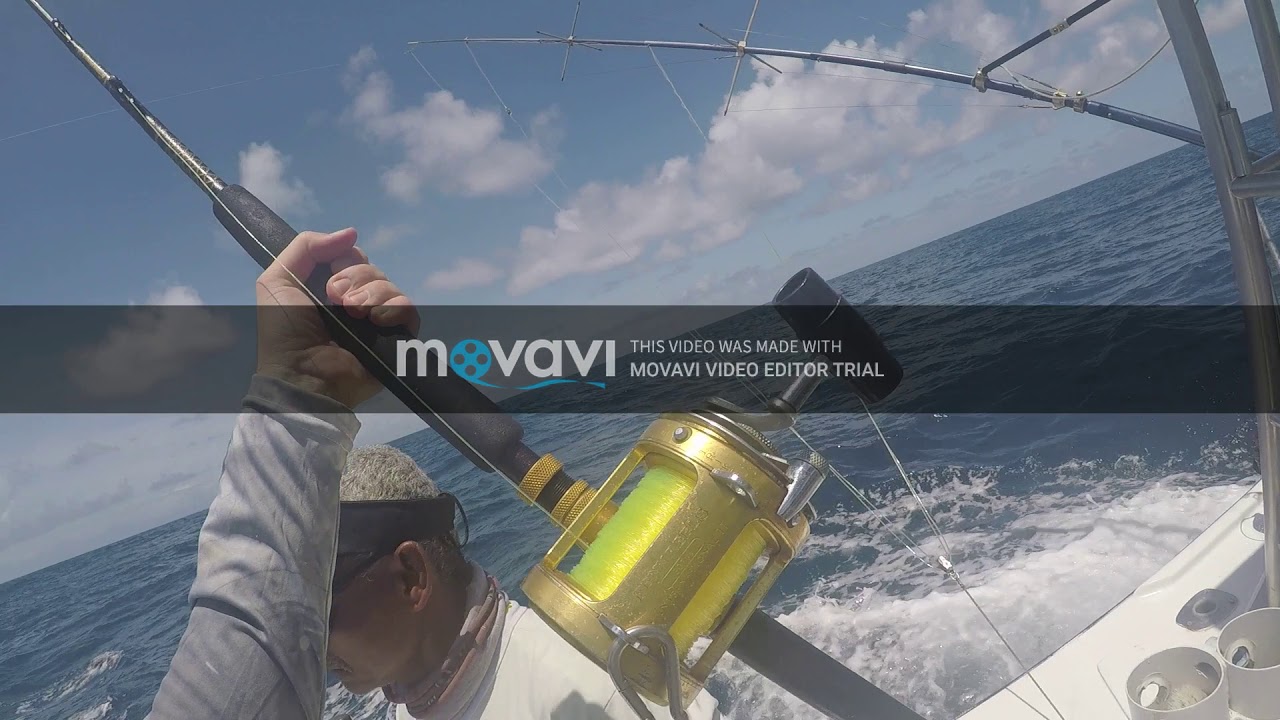 Marlin pescado pelo Beto de aprox 200 kg - YouTube