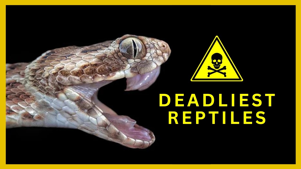 Top 10 Deadliest Reptiles In The World! - YouTube