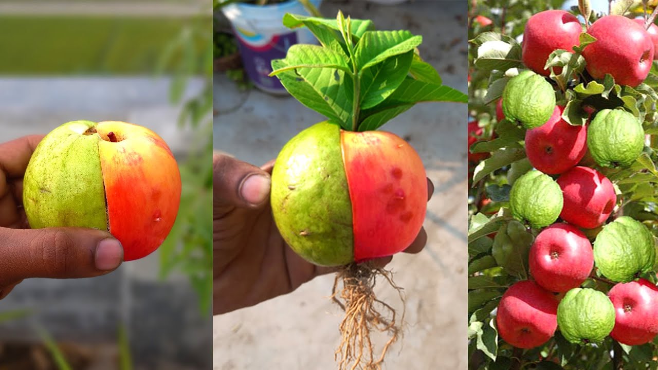 Great plants Apple with Guava: How to grow a combination of apples and ...