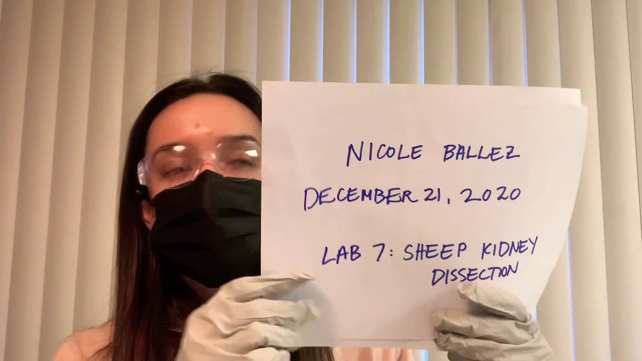 LAPU LAB 7: SHEEP KIDNEY DISSECTION - YouTube
