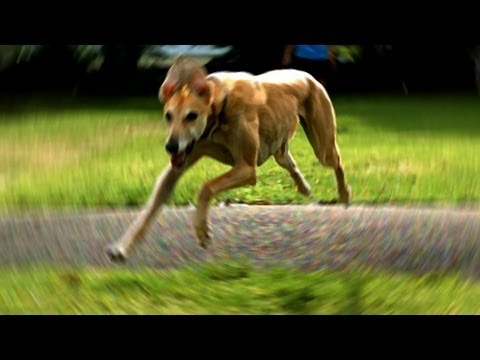 Greyhound Slow Motion - YouTube
