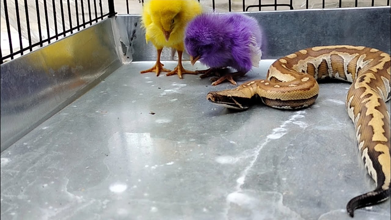 Rainbow Chicks Can't Escape Blood Python [Live Feeding Education - YouTube