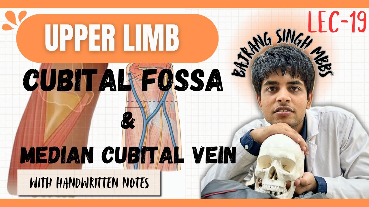 Cubital fossa anatomy boundaries and content ( simplified) ll median ...