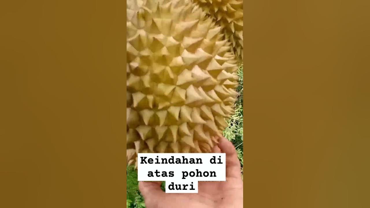 Ketinggian pohon durian #durian #durianbesar #durianlover #abaypetualang - YouTube